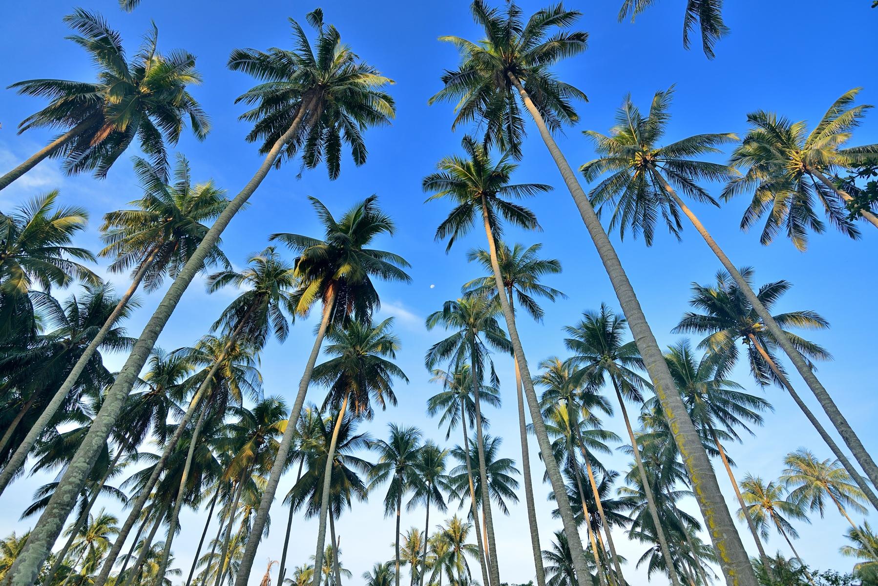 Coconut Palm Plant