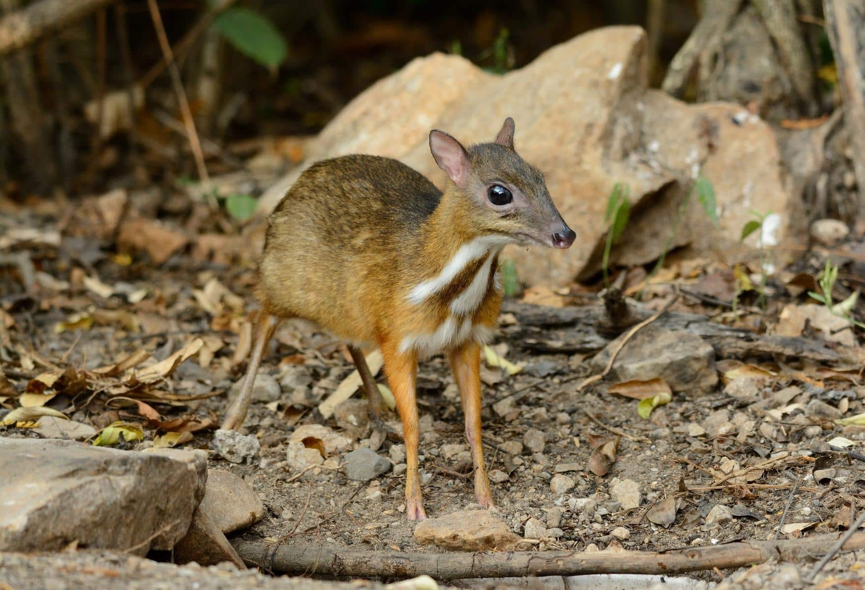 Mouse Deer KHAO SOK National Park Thailand