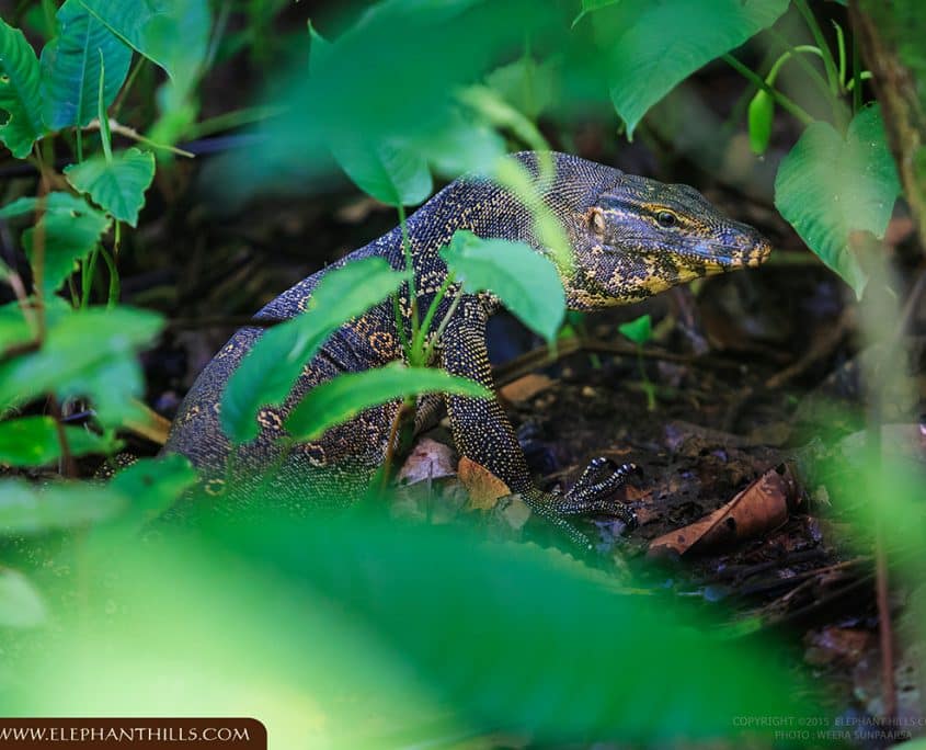 Asian water monitor - KHAO SOK National Park, Thailand