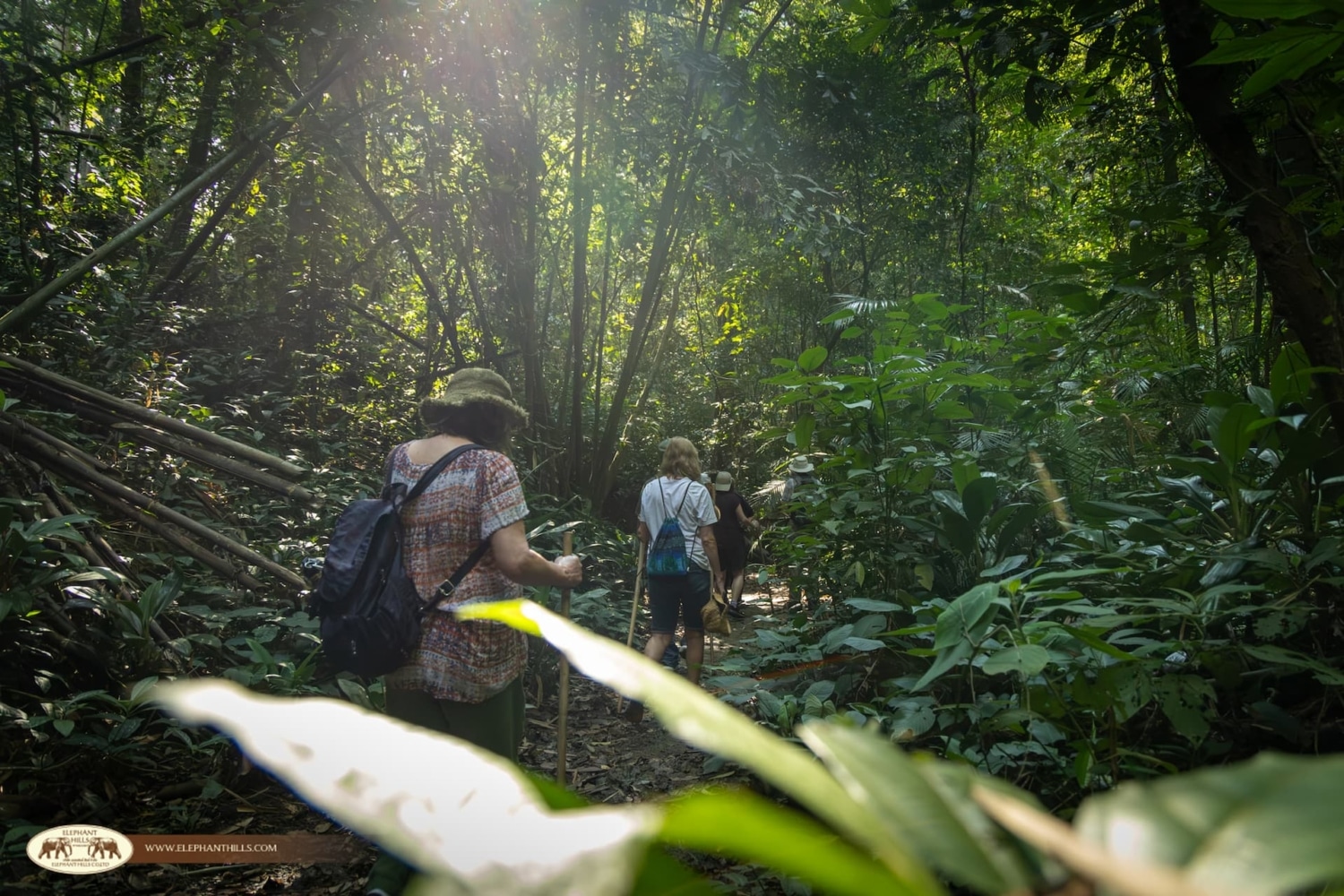 Raindrops & Rainforests: A Rainy Season Guide to Khao Sok